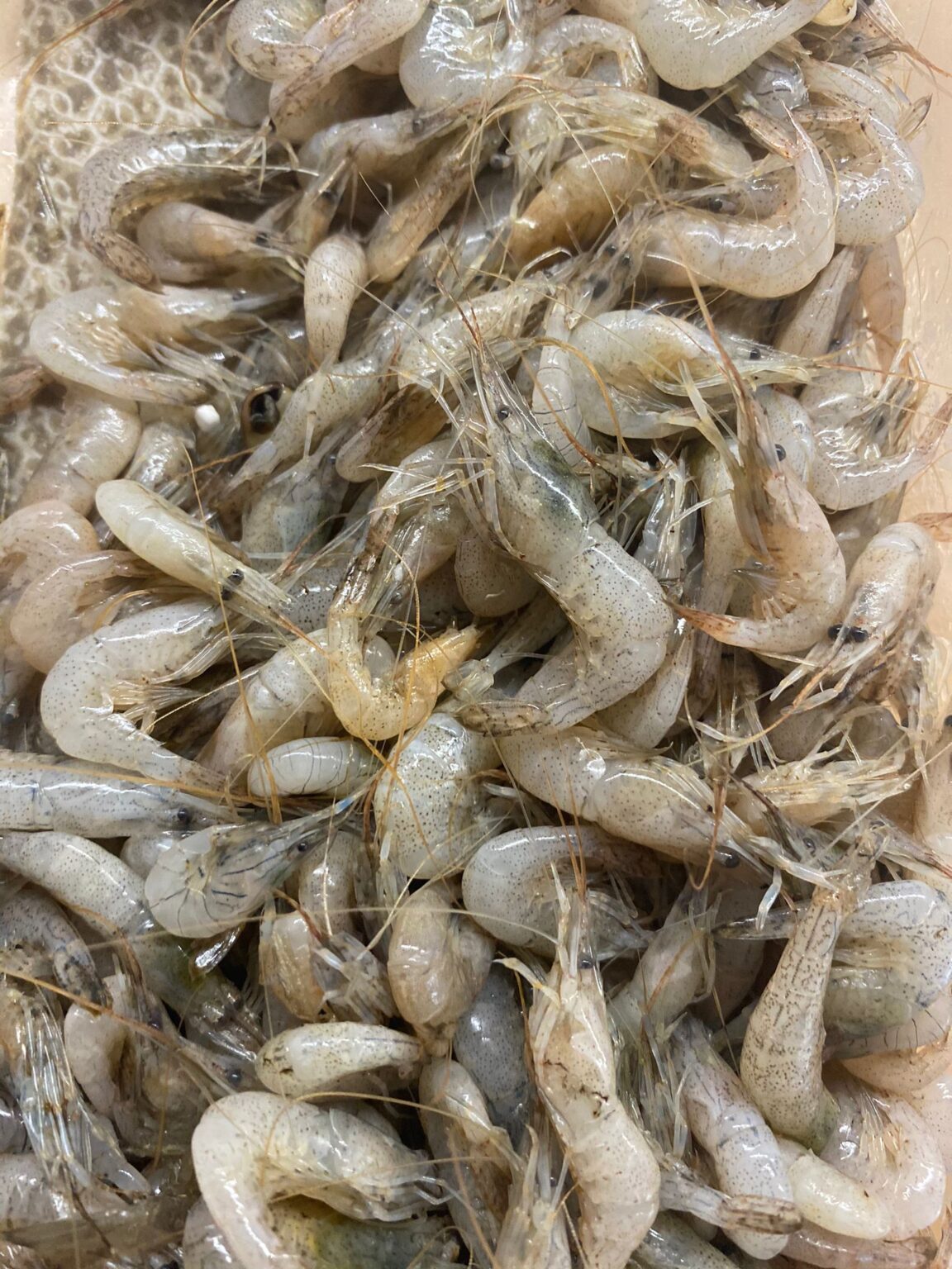 Schie e polenta | Ricette di pesce