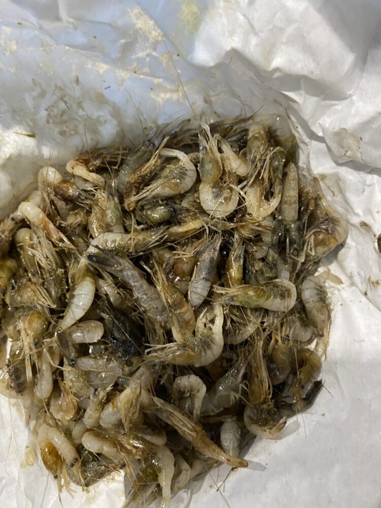 Insalata mazzancolle, schie e burrata | Ricette di pesce