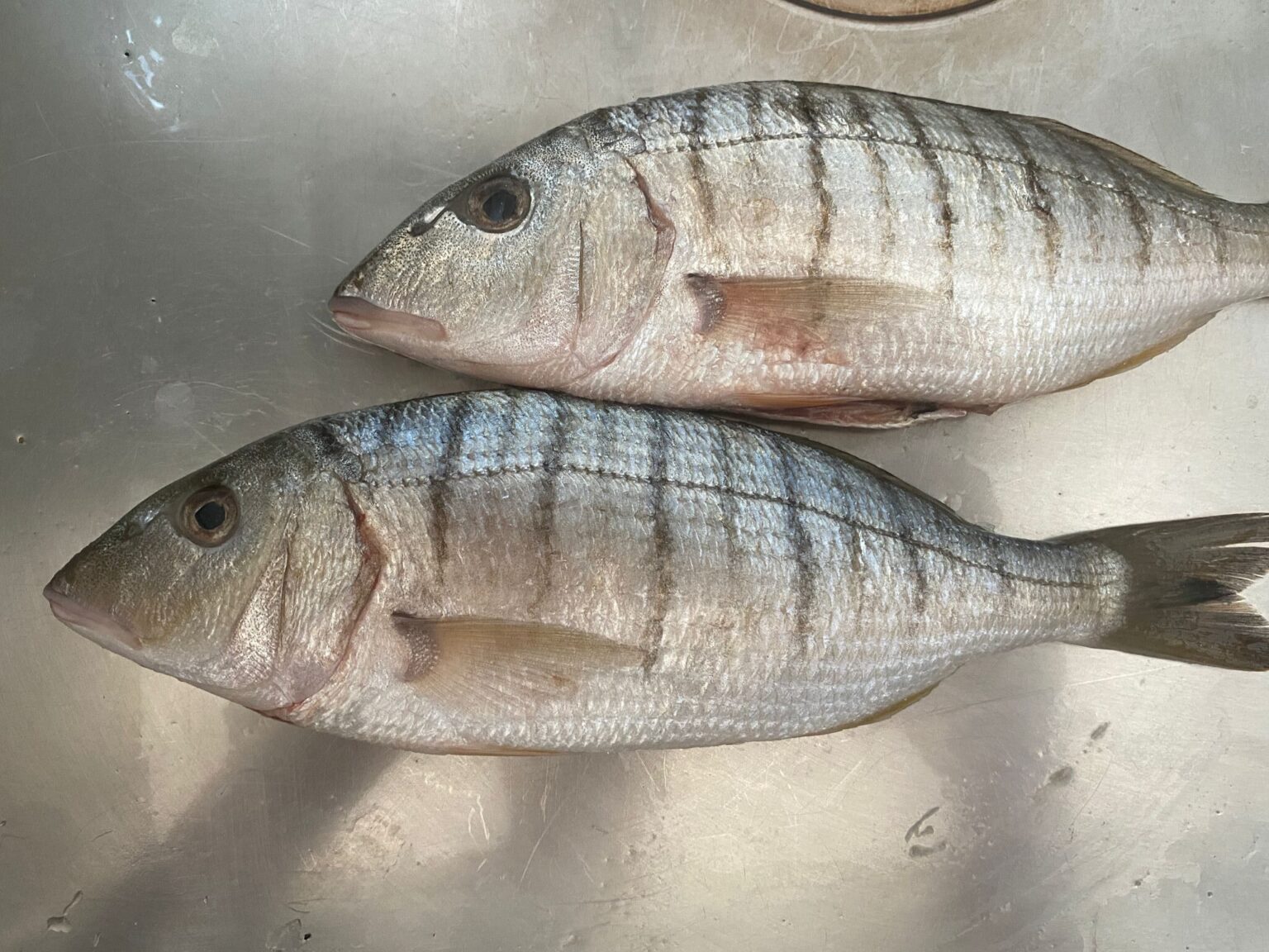 Mormora al forno - Ricette di pesce