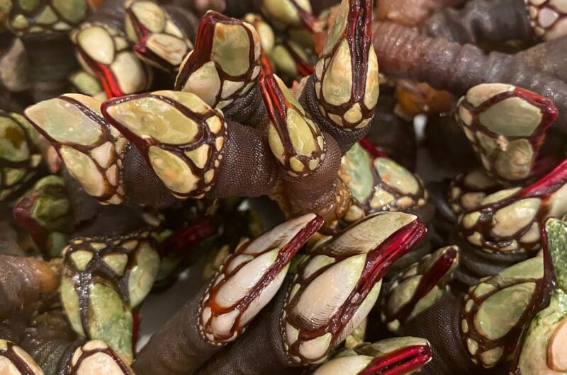 Percebes | Ricette di pesce