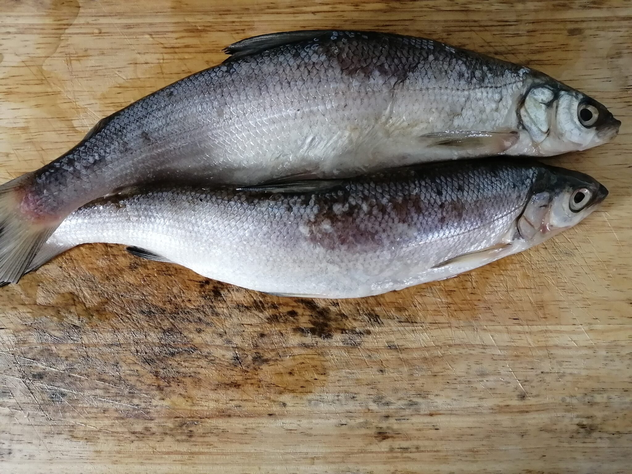 Lavarello al forno - Ricette di pesce