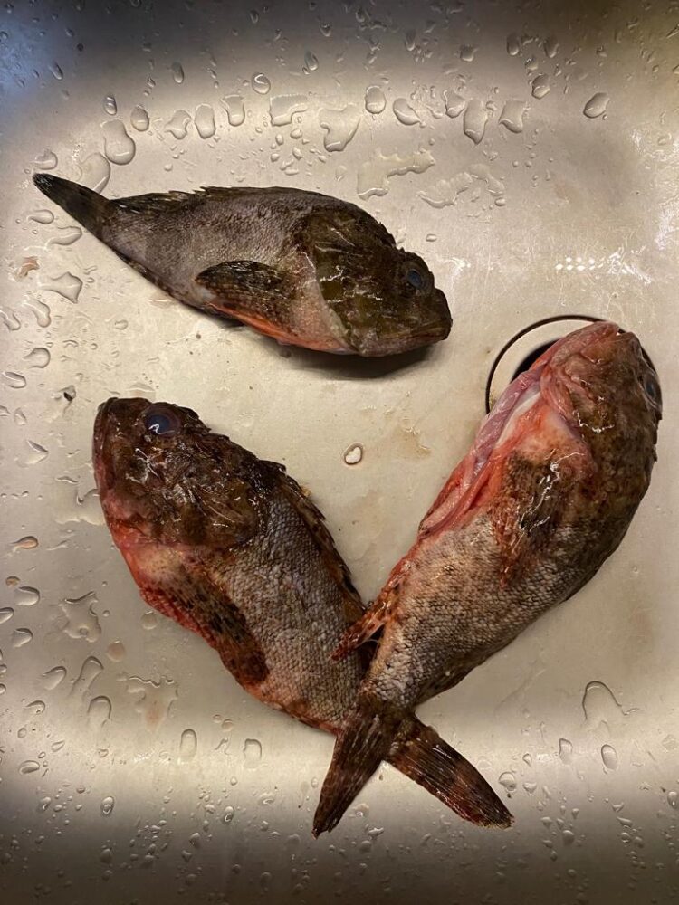 Paccheri con scorfano e funghi - Ricette di pesce